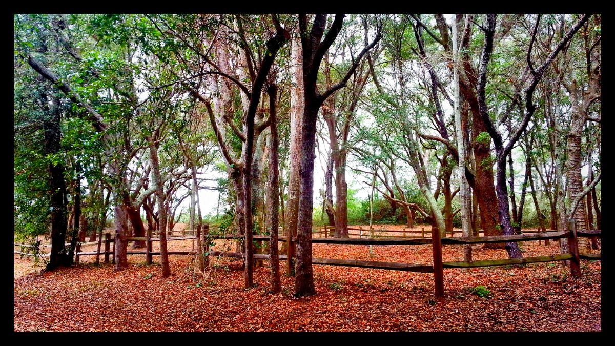 Explore Fort Lamar (South Carolina): Amazing Civil War History